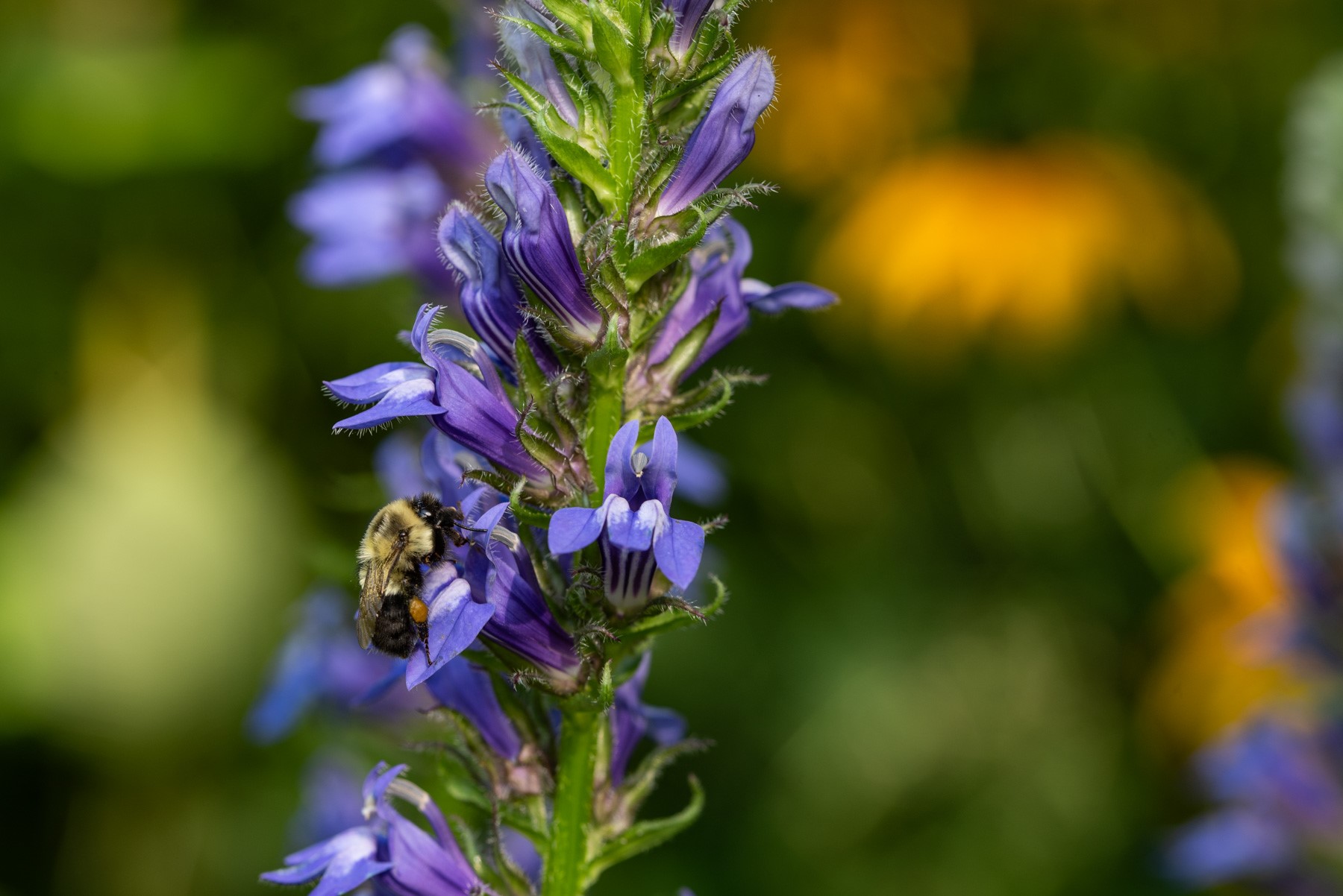 Bumblebees Are Vanishing – And Our Plants Are Next | News, Sports, Jobs ...